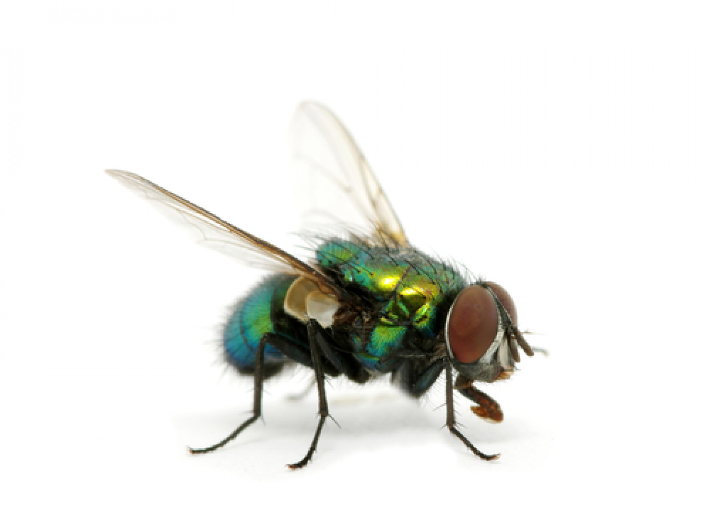 Fly Removal, Fly Control | Pueblo & Colorado Springs, CO | ShOO ...