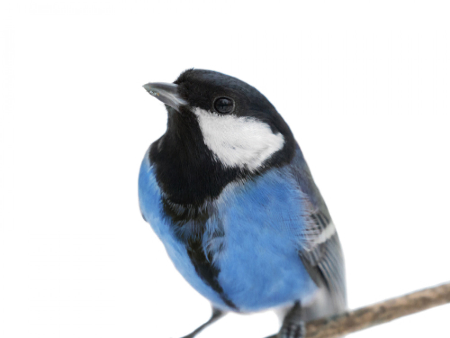 Bird Control & Removal Services | Pueblo & Colorado Springs, CO | ShOO ...